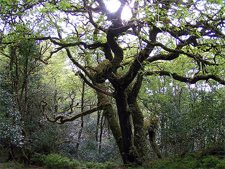 Haunted forest : Forêts : Irlande : Routard.com
