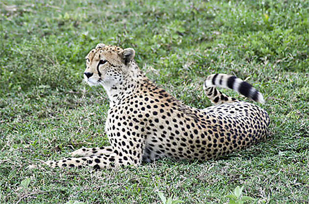 Serengeti Cheetah : Animaux : Parc national du Serengeti : Le Nord et ...
