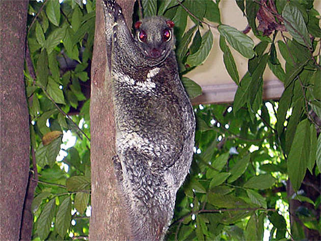 Le Galéopithèque : Animaux : Parc national de Taman Negara : Côte de la ...