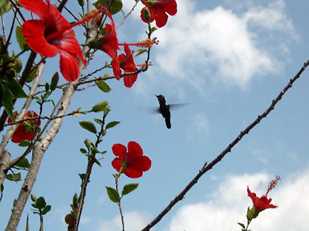 Colibri sur hibiscus : Oiseaux : Deshaies : Basse-Terre : Guadeloupe ...