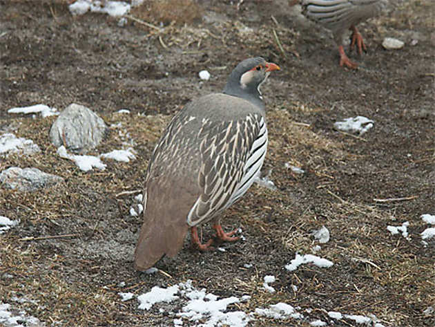 Perdrix choukar (Alectoris chukar ) : Oiseaux : Everest : Népal ...