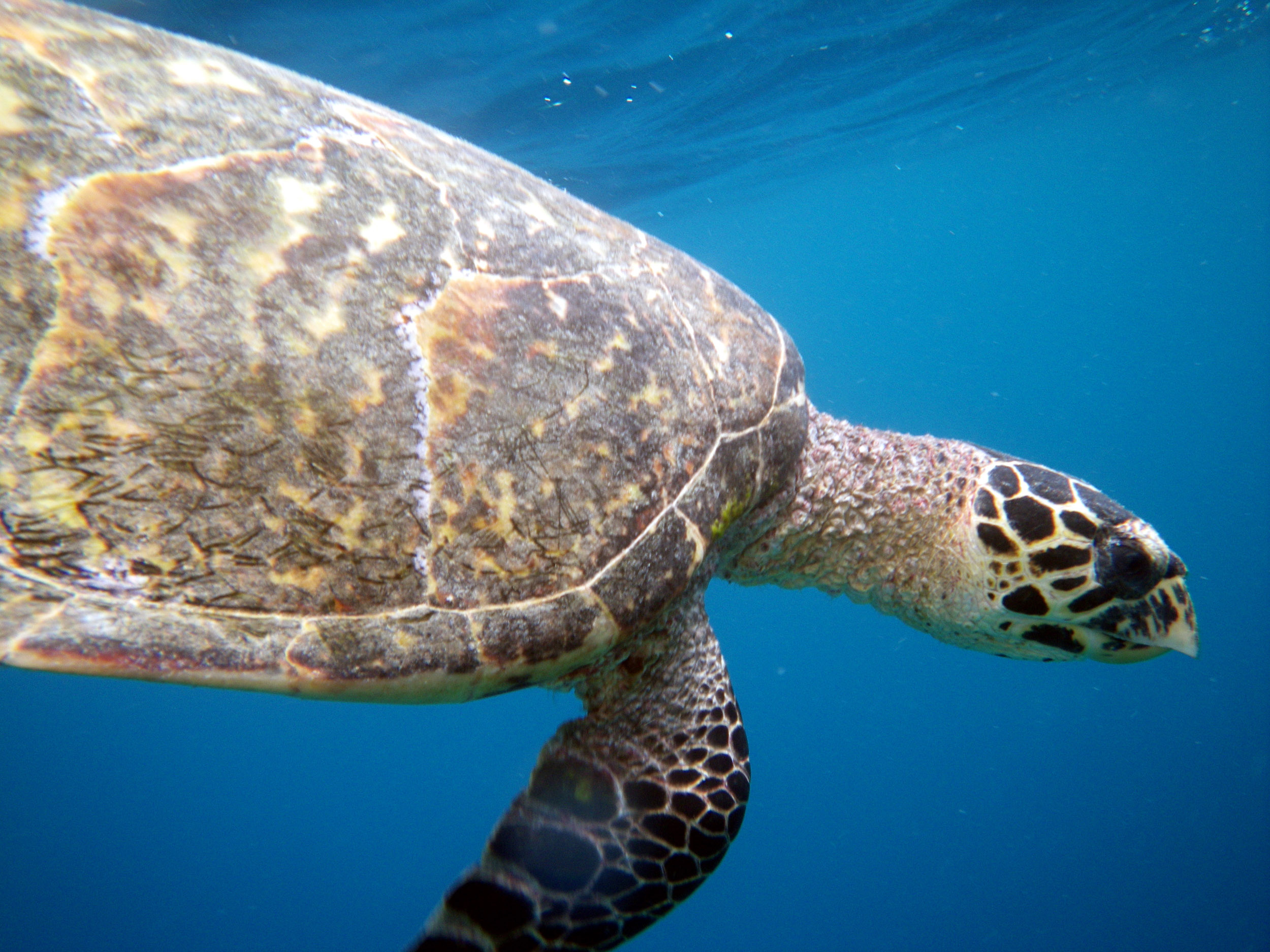 Tortue : Tortues : Animaux : Reptiles : Animaux : Animaux : Atoll d'Ari ...