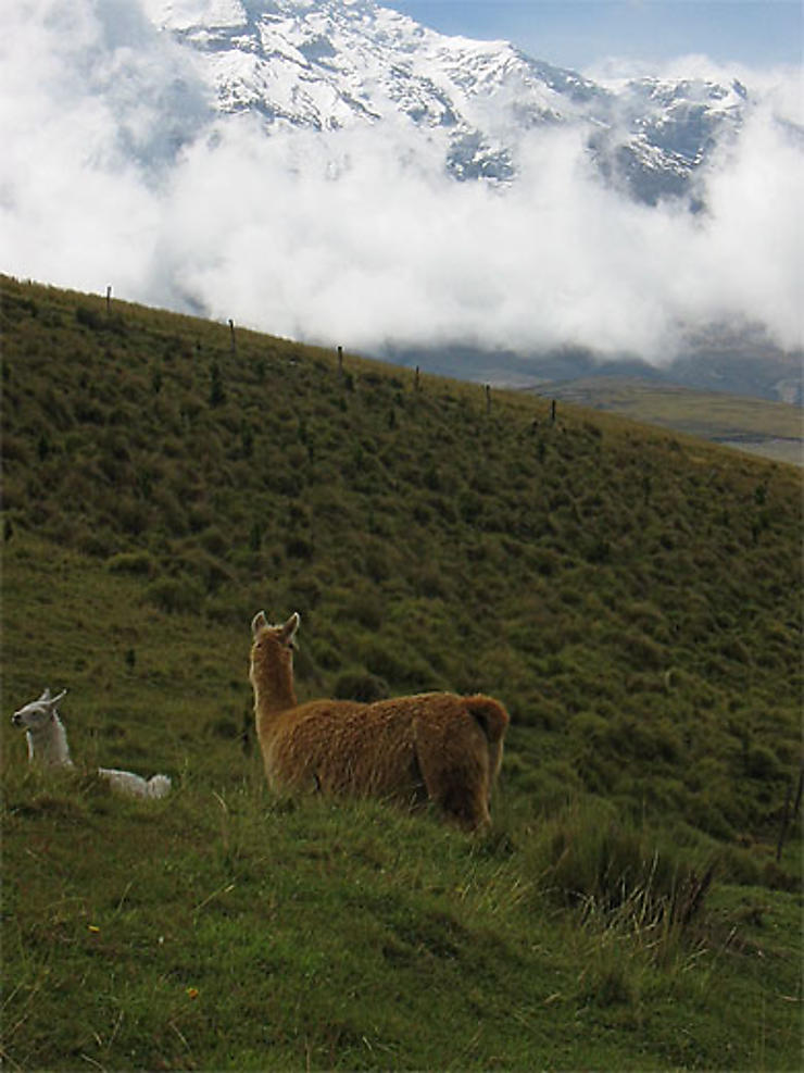 Volcan Chimborazo : Animaux : Chimborazo : Équateur : Routard.com