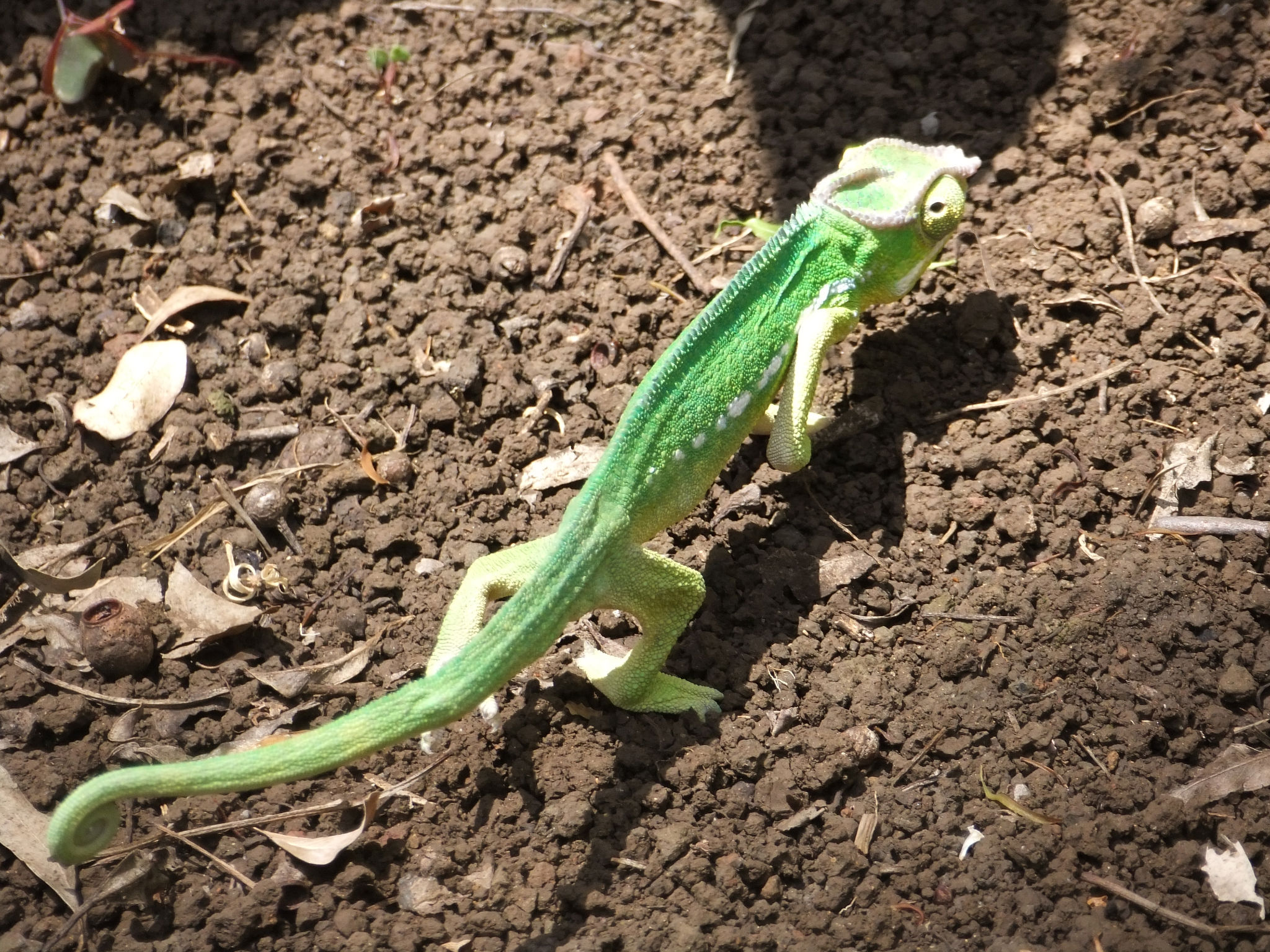 La Réunion : Caméléons : Animaux : Réunion : Routard.com