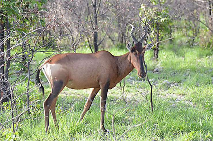 Bubale roux : Animaux : Réserve d'Etosha : Namibie : Routard.com