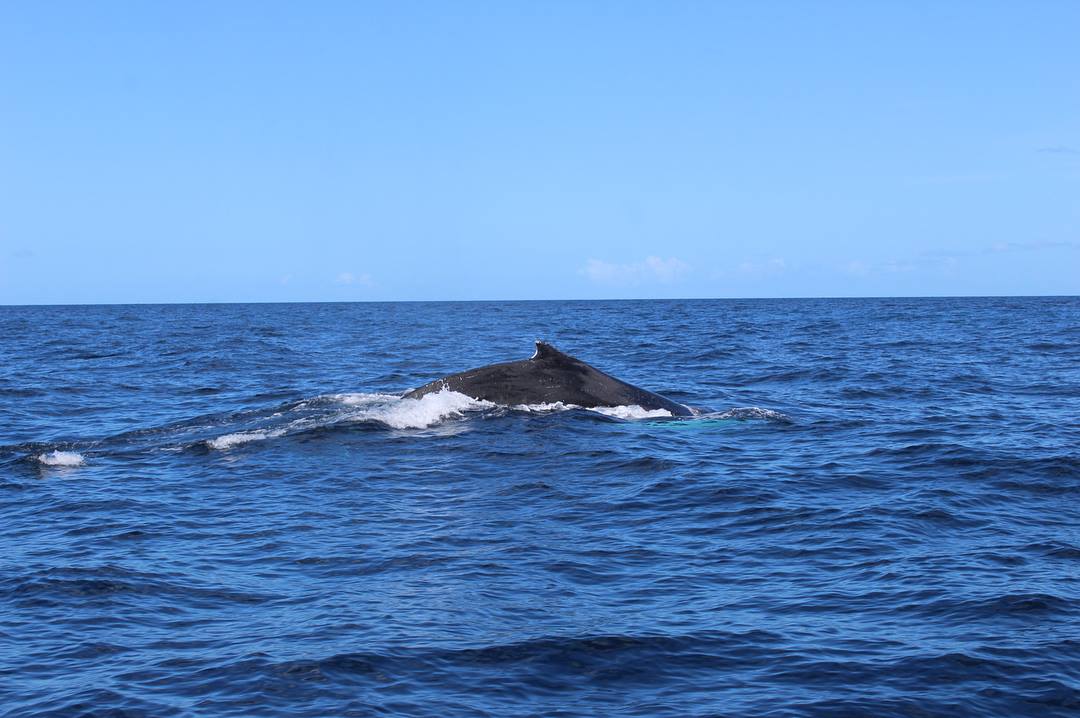 Observation d'un cachalot adulte : Baleines : Animaux : Mer : Animaux ...