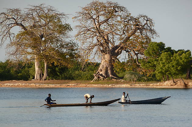 Pirogues et baobab : Bateaux : Transport : Arbres : Karabane ...