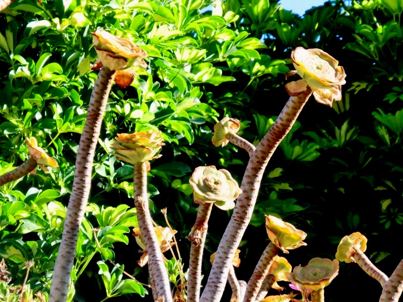 Curieuse plante : Plantes : Jardin botanique des Canaries Viera y ...