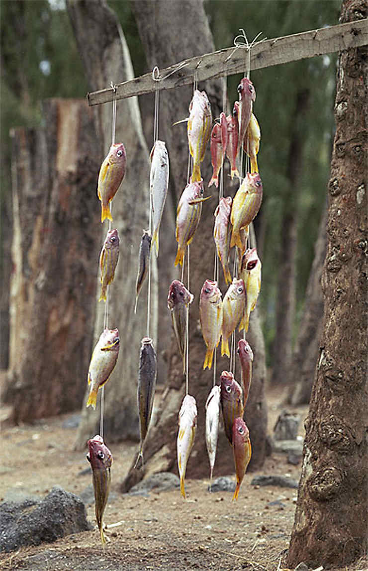 Journée de pêche : Poissons : L'Ermitage : Côte sous le vent (ouest ...