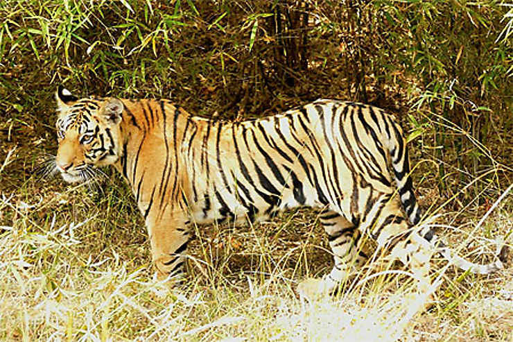 Pelage de jeune tigre au complet : Animaux : Parc national de ...