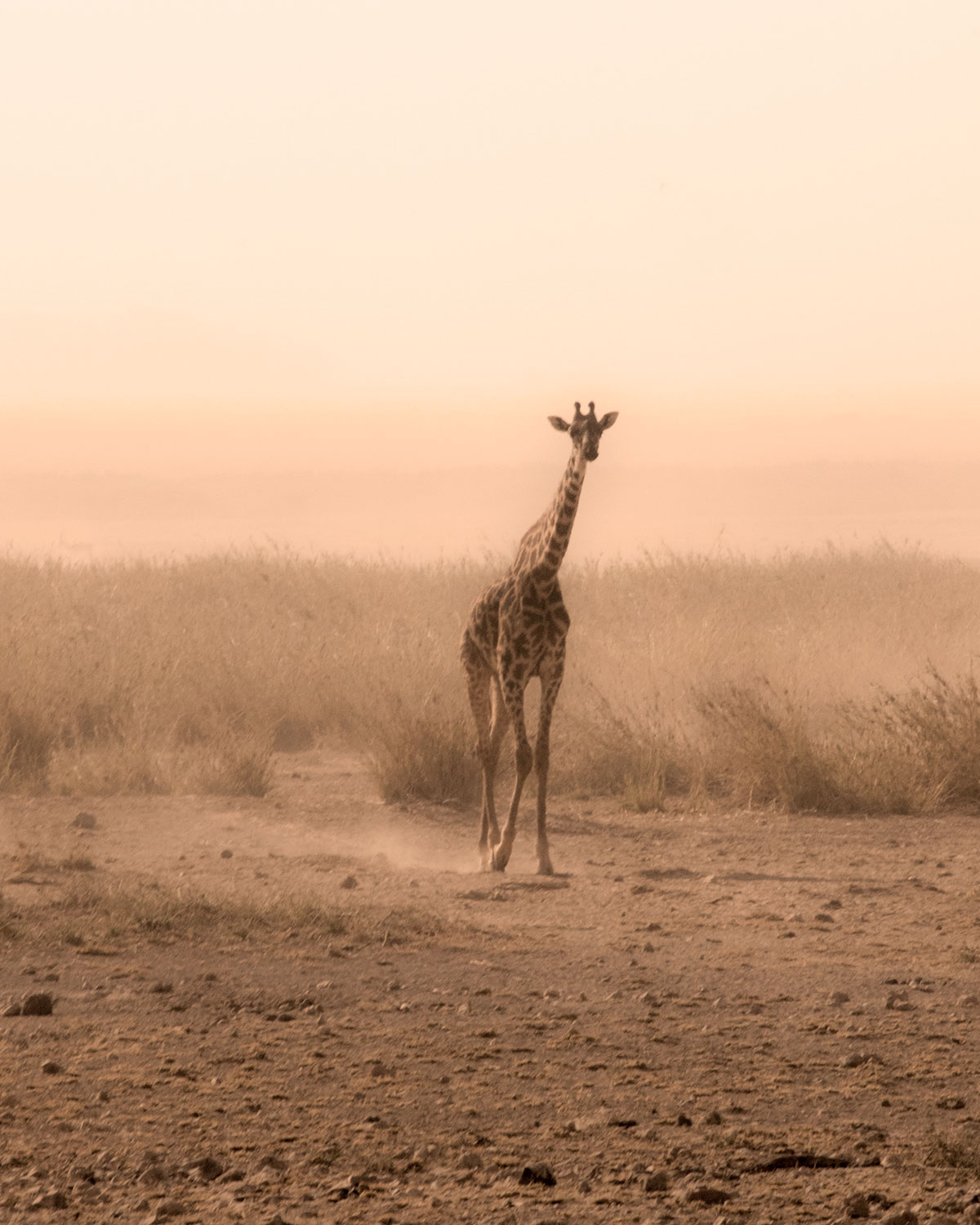 Girafe dans le Masaï-Maraï : Girafes : Animaux : Animaux : Réserve ...