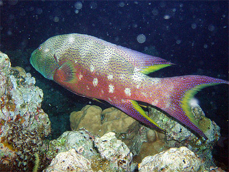 Un mérou : Plongée : Mer : Poissons : Animaux : Atoll de Baa : Maldives ...
