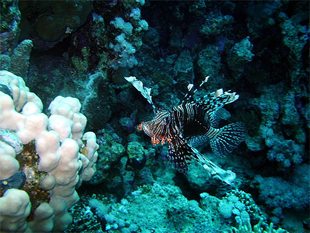 Rascasse : Plongée : Mer : Poissons : Safaga : Mer Rouge : Égypte ...