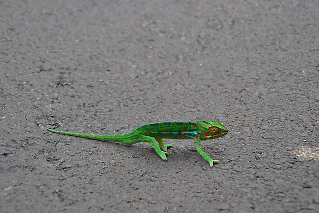 L'endormi : Reptiles : Animaux : Caméléons : Animaux : Animaux : Morne ...