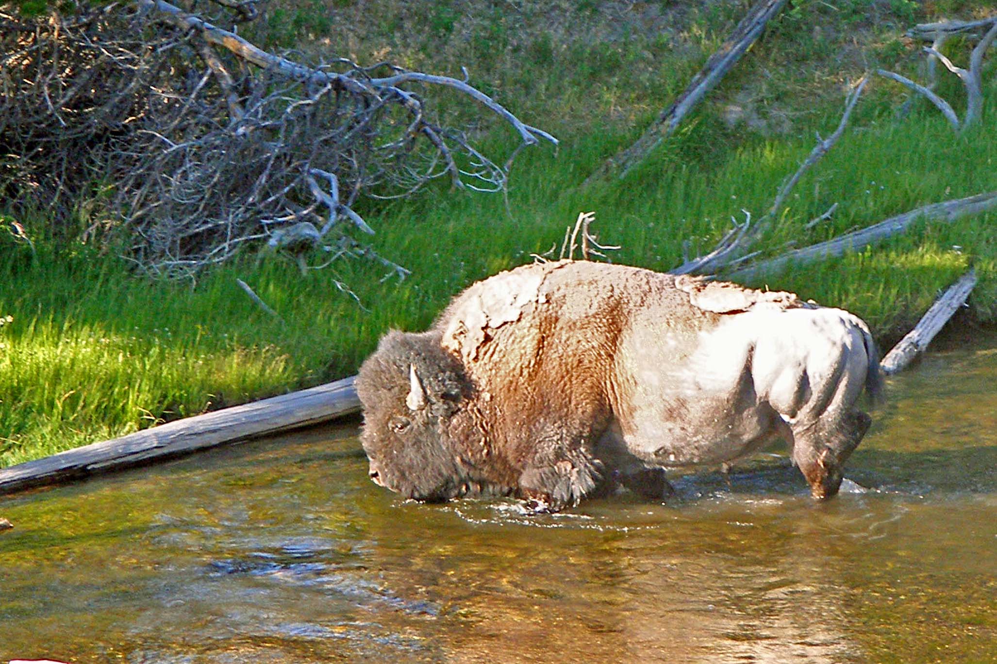 Un bison dans la rivière : Animaux : Yellowstone National Park ...