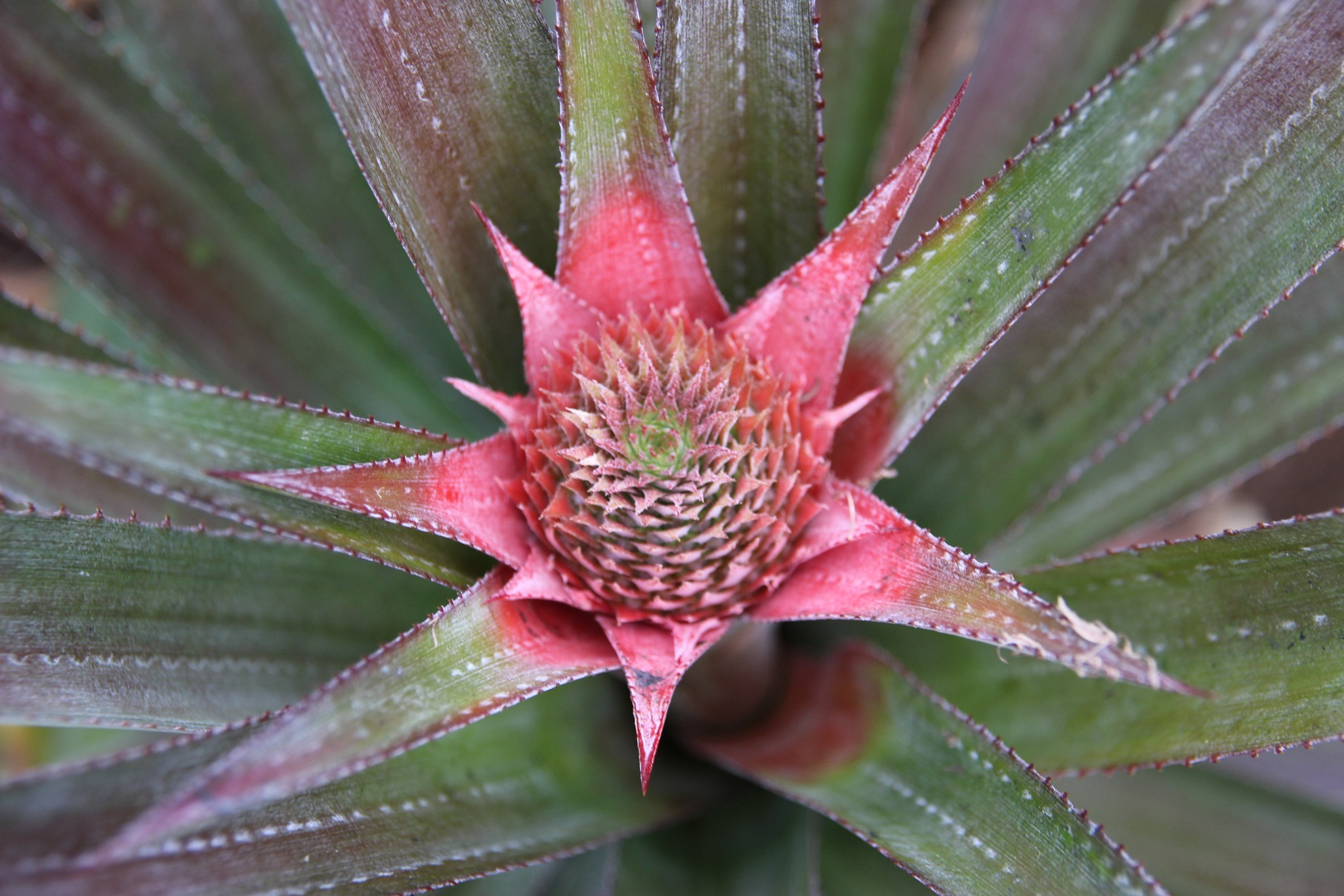 Fleur d'ananas : Fleurs : Moorea : Archipel de la Société : Polynésie ...