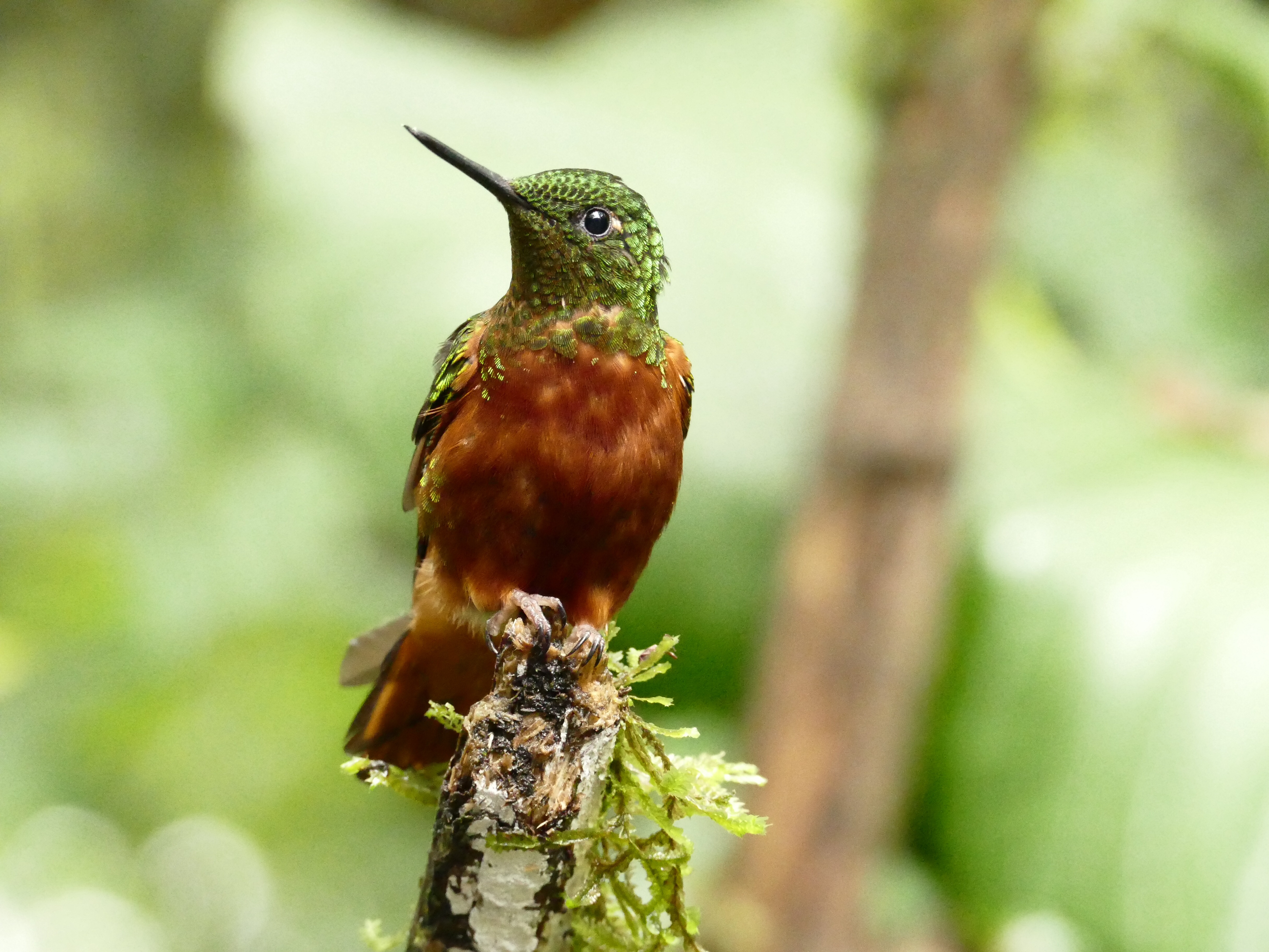 Colibri : Oiseaux : Animaux : Mindo : Cordillère des Andes : Équateur ...