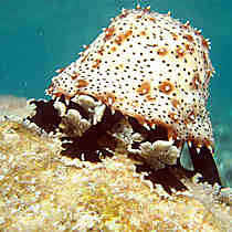 Poisson ballon : Plongée : Mer : Poissons : Animaux : Atoll de Baa ...