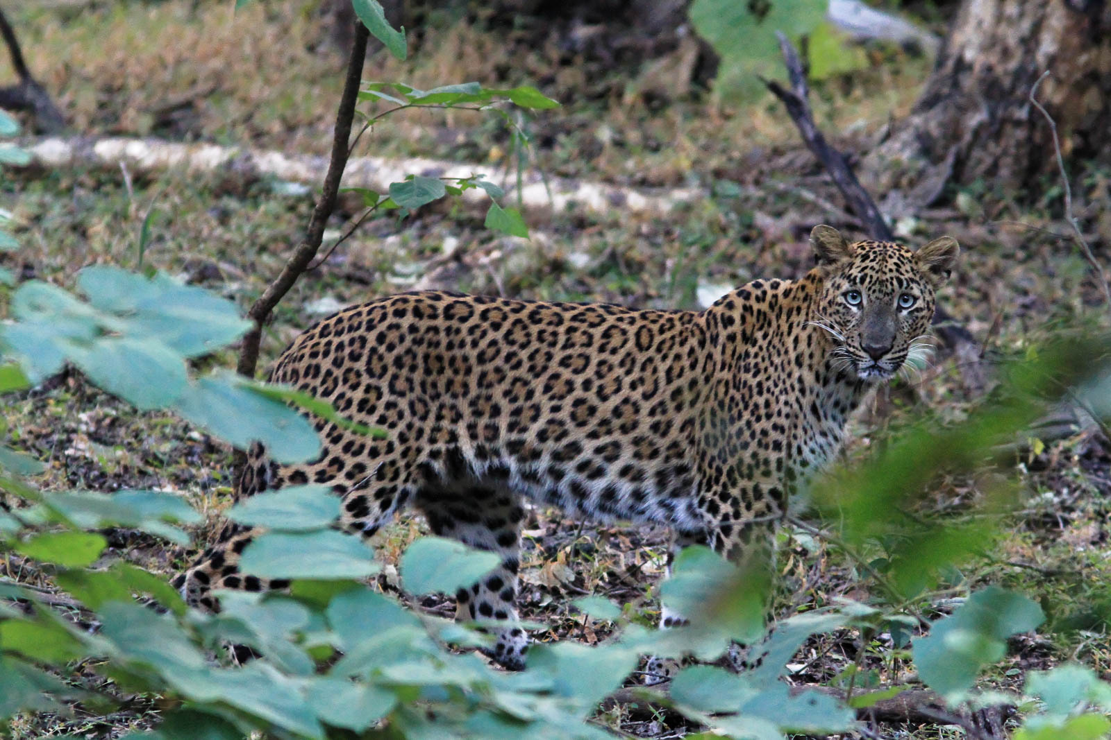 Une rencontre avec un léopard : Animaux : Gujarat : Inde : Routard.com