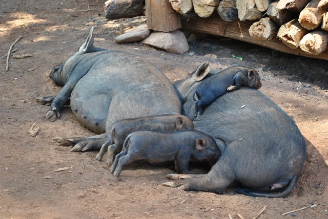 L'heure de la tètée : Animaux : Plateau des Bolovens : Sud du Laos ...