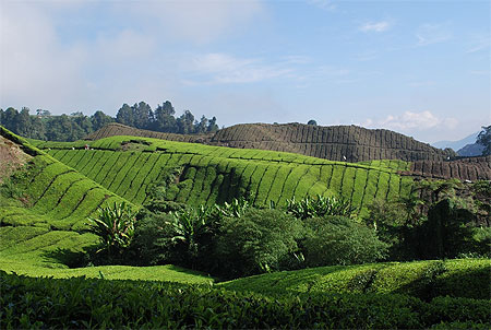 Les champs de thé : Cameron Highlands : Côte de la mer d'Andaman ...