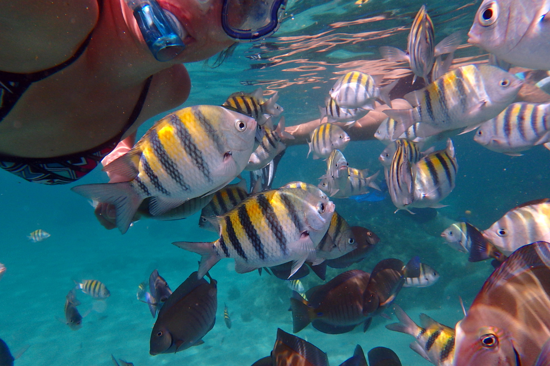 Snorkeling aux Anses d'Arlets : Poissons : Animaux : Les Anses-d'Arlet ...