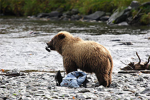 Ours d'Alaska : Animaux : Alaska : États-Unis : Routard.com