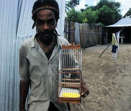 La picolette : Cayenne : Guyane : Routard.com