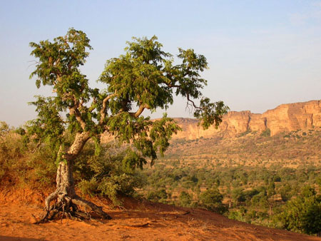 Bivouac : Arbres : Pays dogon : Mali : Routard.com