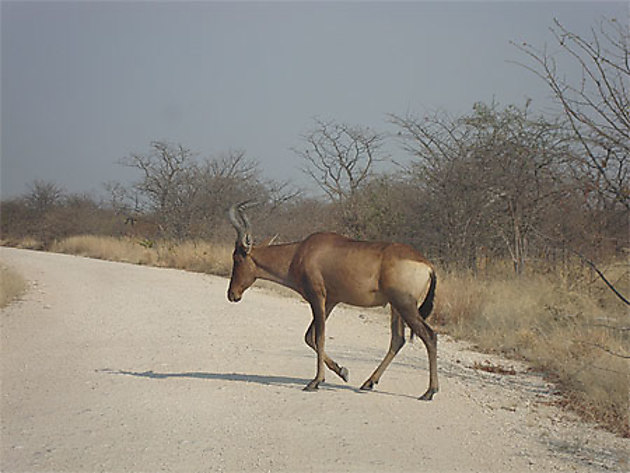 Bubale roux : Animaux : Réserve d'Etosha : Namibie : Routard.com