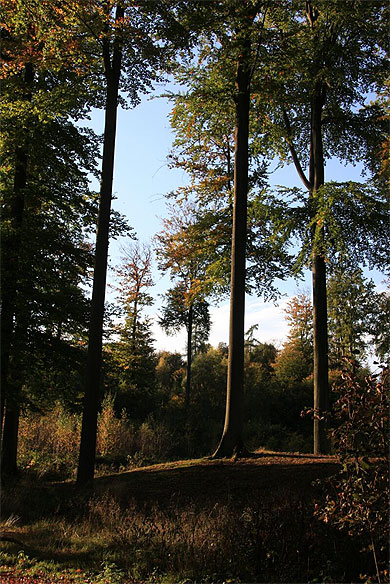 Lumineuse arrière-saison : Forêts : Forêt de Soignes : Région de ...