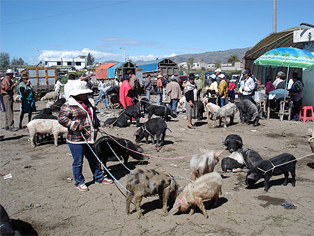 Le marché des animaux : Marchés : Marché de Saquisili : Saquisili ...