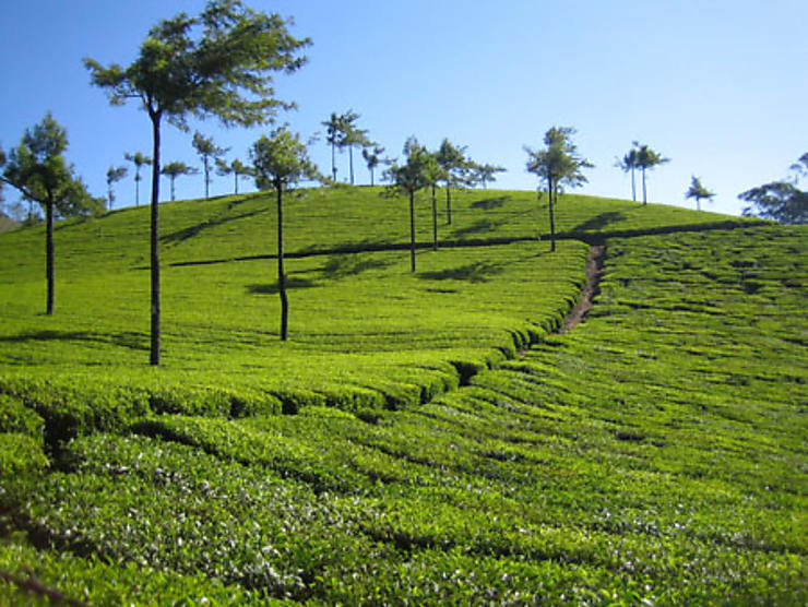 Champ de thé à Munnar : Munnar : Kerala : Routard.com
