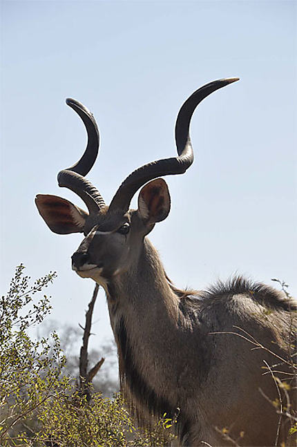 Grand Koudou : Animaux : Parc national Kruger et réserves privées ...
