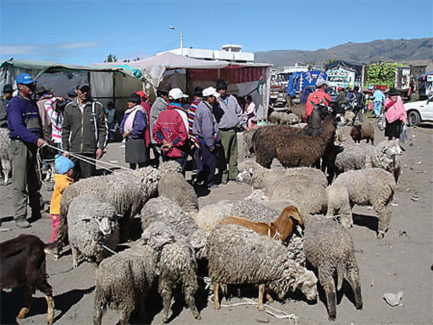 Moutons au marché : Marchés : Animaux : Marché de Saquisili : Saquisili ...