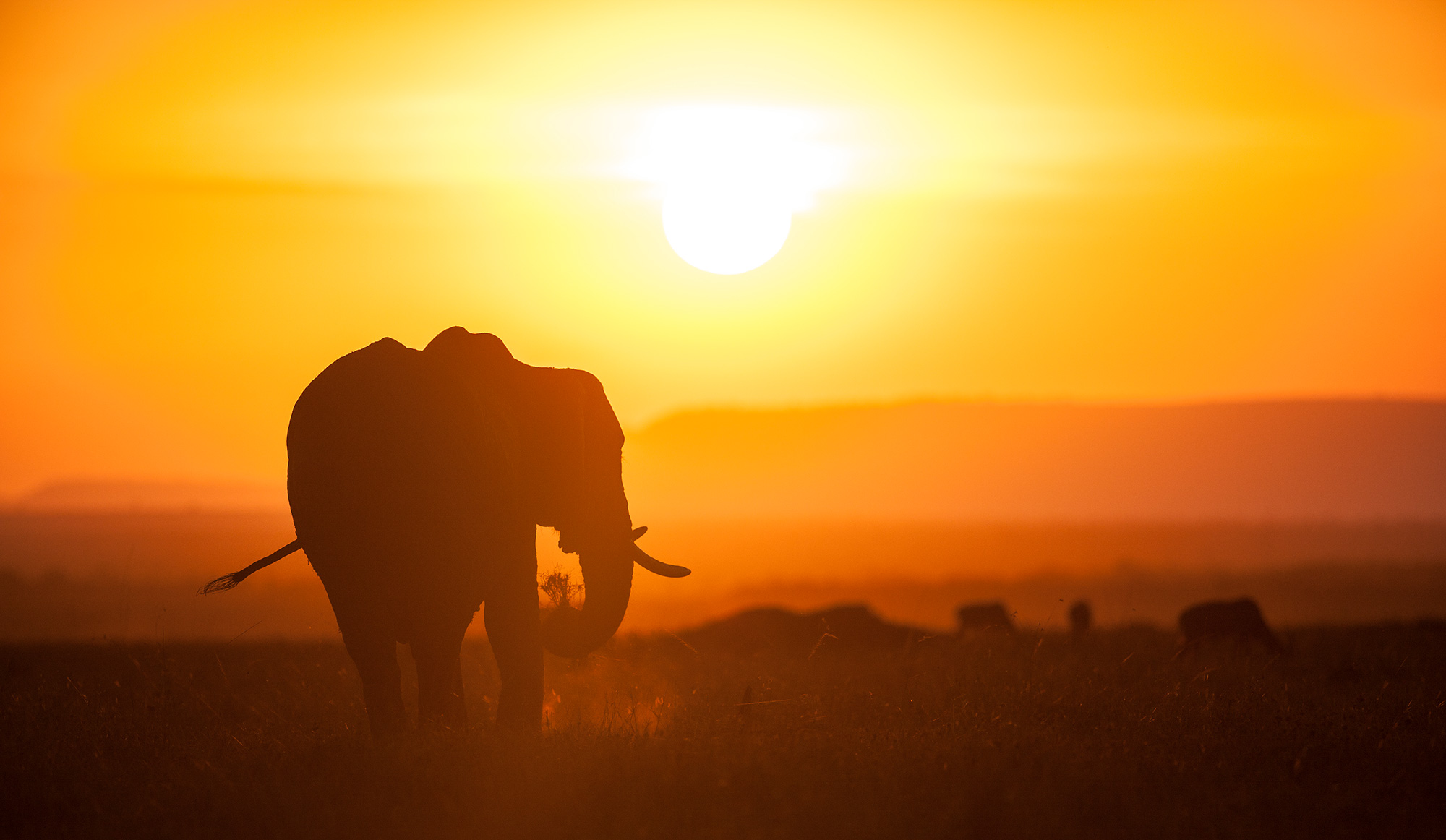 La faune du Kenya - Routard.com