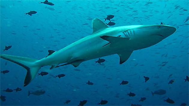 Requin gris : Plongée : Mer : Requins : Animaux : Poissons : Animaux ...