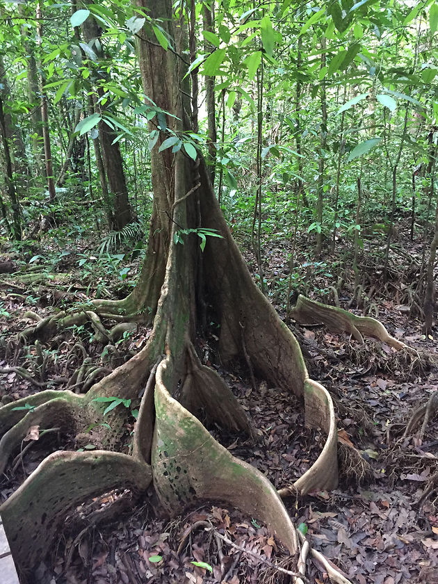 La forêt : Arbres : Montsinéry : Côte atlantique : Guyane : Routard.com