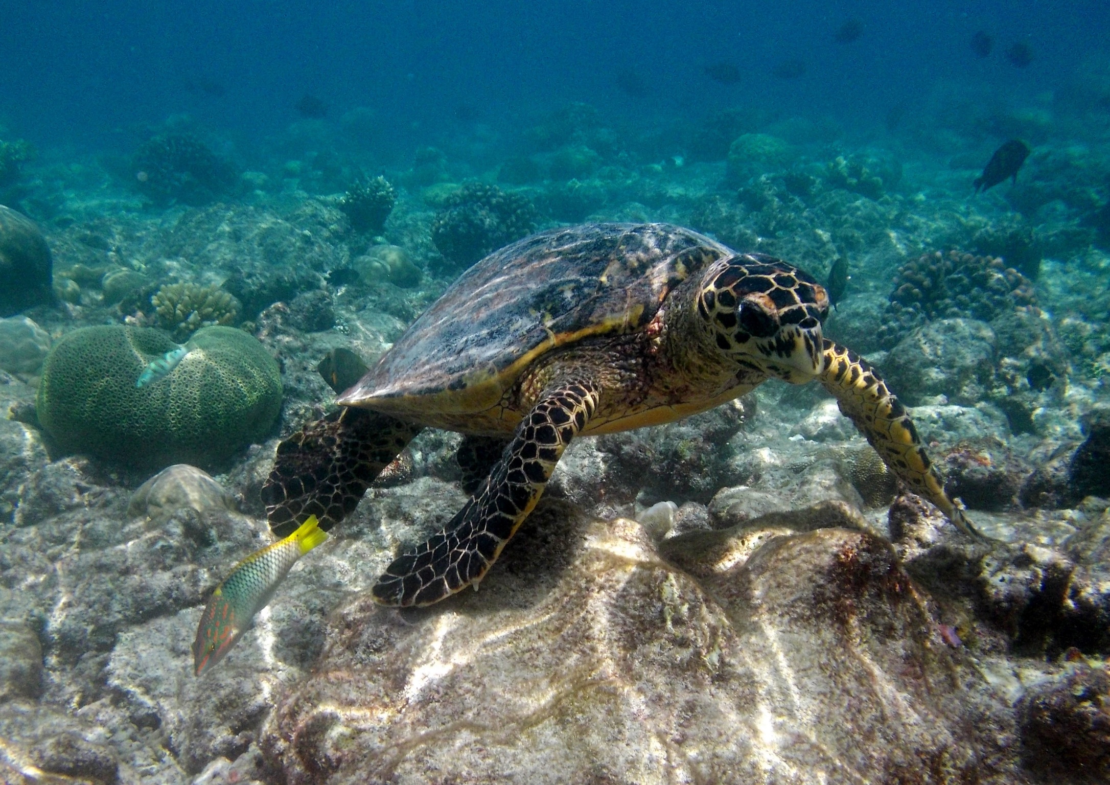 Tortue : Tortues : Animaux : Reptiles : Animaux : Animaux : Atoll d'Ari ...