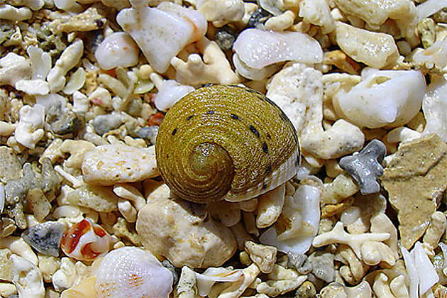 Escargot : Animaux : Île Maurice, Rodrigues : Routard.com