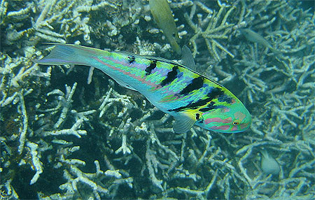 Girelle paon : Plongée : Mer : Poissons : Animaux : Île Maurice ...