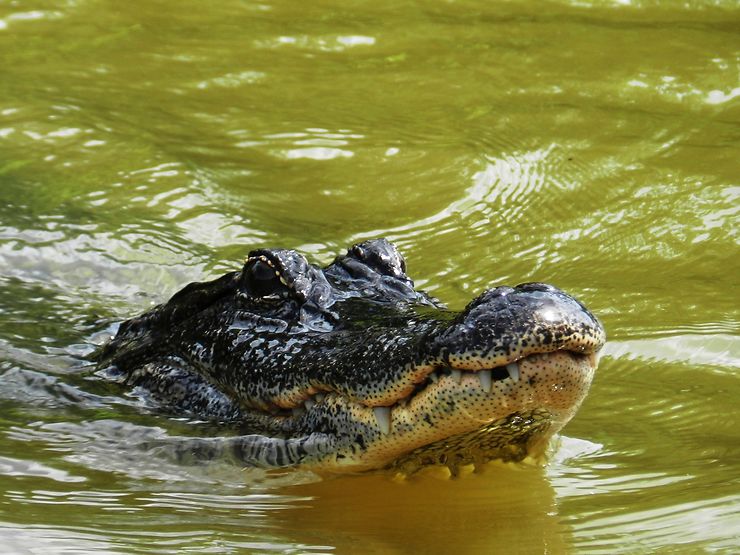 Bayou : Crocodiles : Animaux : Animaux : Bayous de Louisiane : Pays ...