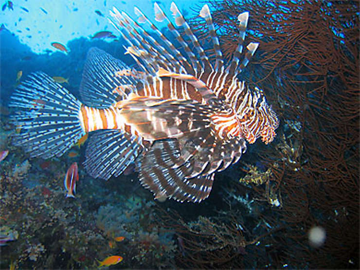 Rascasse en Mer Rouge : Poissons : Mer Rouge : Égypte : Routard.com