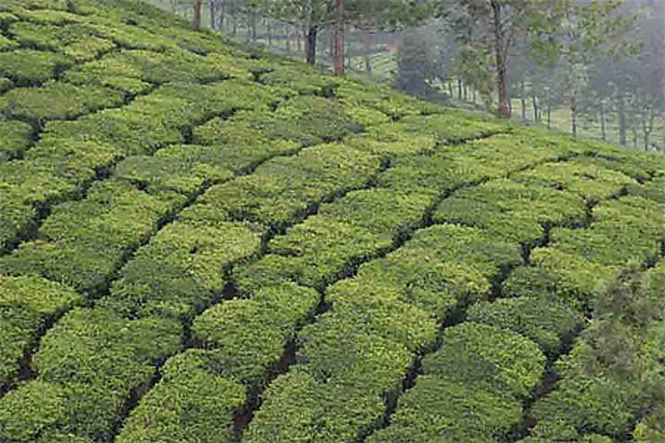 Champs de thé : Kerala : Inde : Routard.com