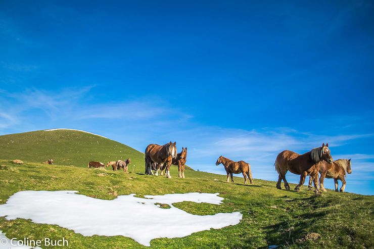 Pottoks au col d'Erroymendi : Animaux : Pyrénées-Atlantiques : Pays ...