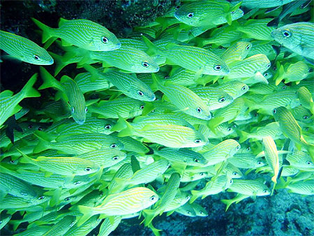 Ban de poissons : Plongée : Mer : Poissons : Animaux : Playa del Carmen ...