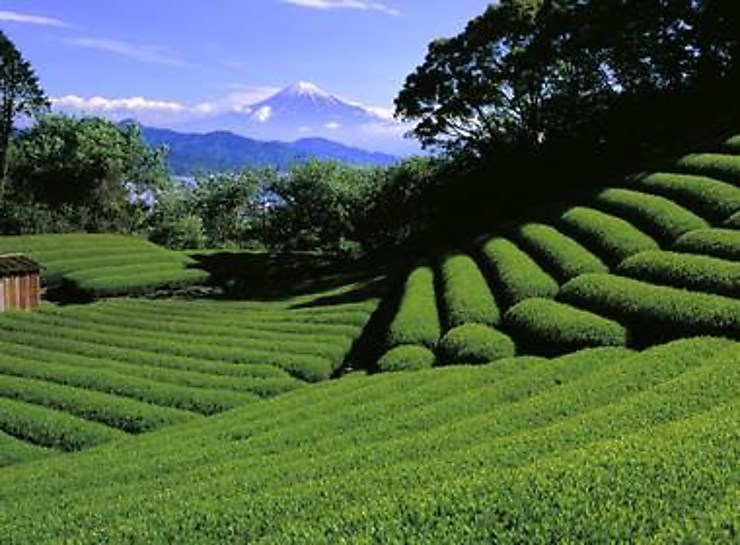 la ville de Shizuoka : thé vert et mont Fuji, entre Tokyo et Kyoto ...