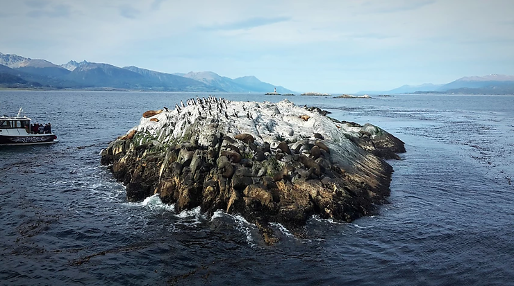 Canal de Beagle, lions de mer et cormorans... : Forum Argentine ...