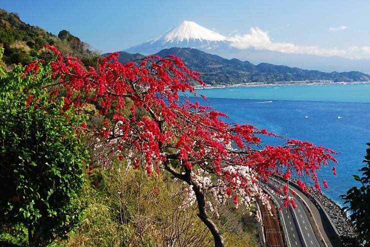 la ville de Shizuoka : thé vert et mont Fuji, entre Tokyo et Kyoto ...